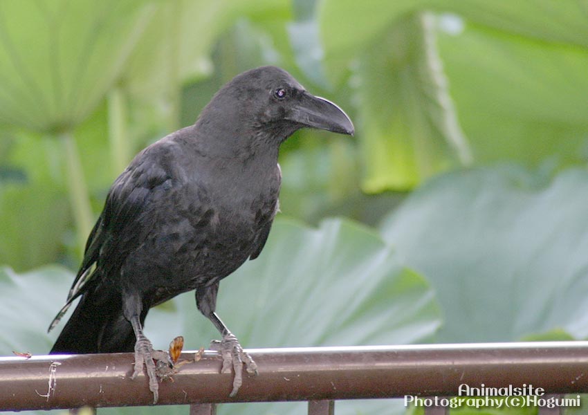 カ ラ ス （鴉） カラス科